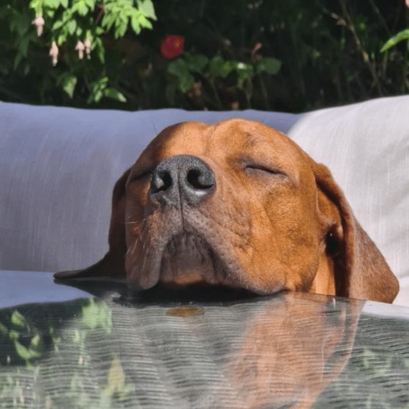 Our story - Heath Ridge Rhodesian Ridgebacks