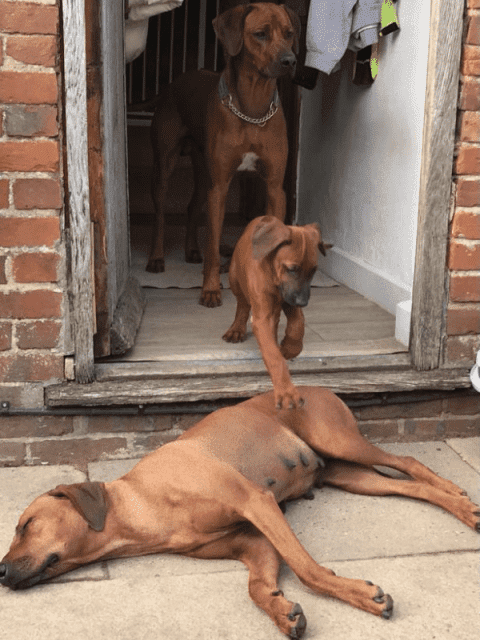 Heath Ridge Rhodesian Ridgebacks, lovingly nurtured in Kent - Heath ...