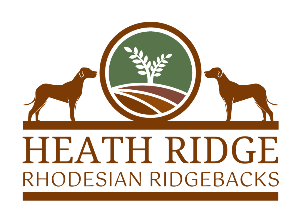 Heath Ridge Rhodesian Ridgebacks, lovingly nurtured in Kent - Heath ...